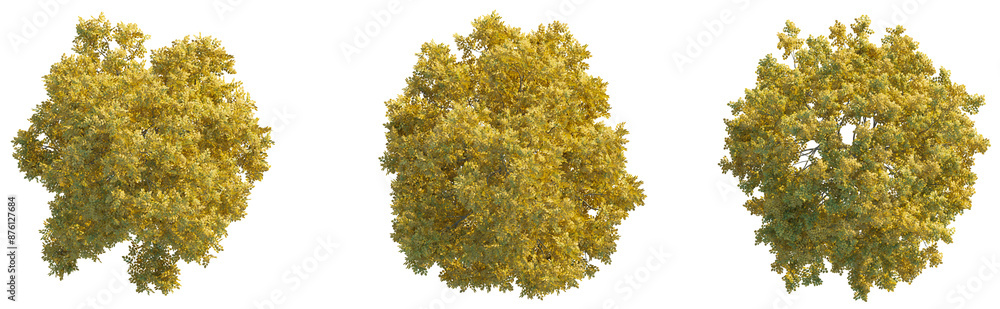 Fraxinus autumn tree plan top view 4k png cutout Stock Photo | Adobe Stock