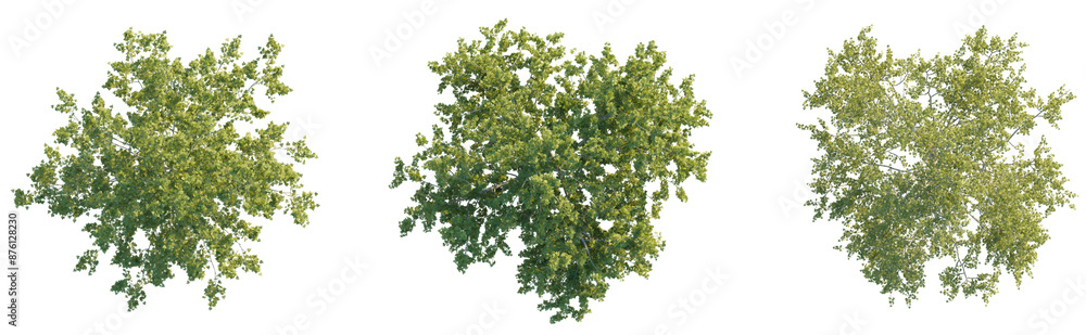 American Sycamore tree plan top view 4k png cutout Stock Photo | Adobe ...