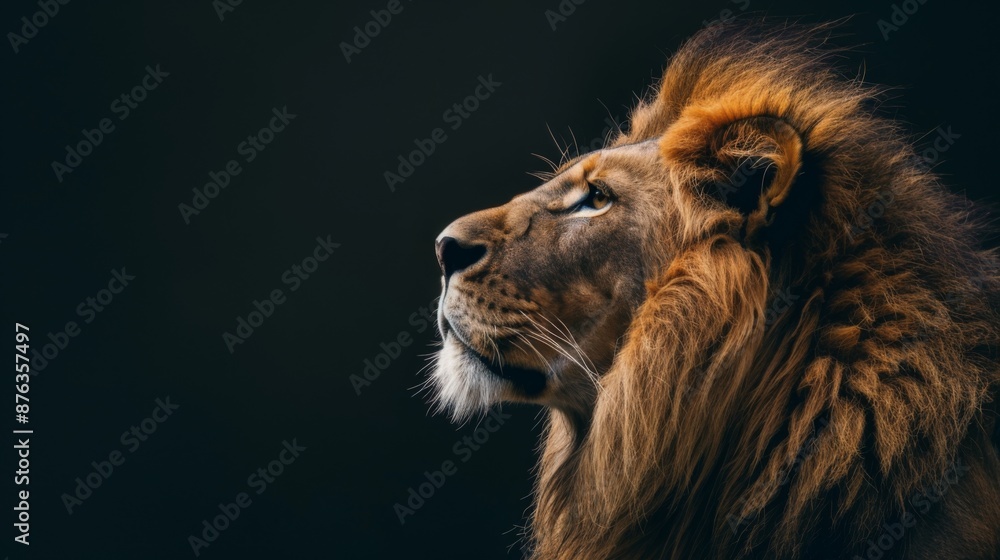World Lion Day. Portrait of a lion on a black background. Horizontal ...
