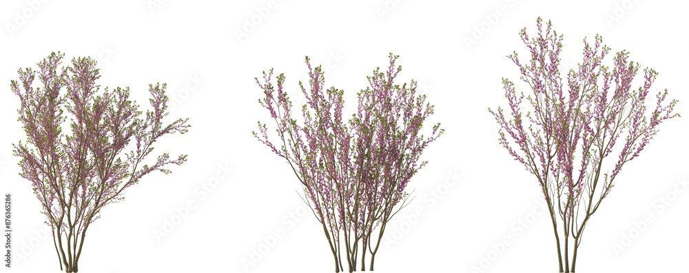 Cercis chinensis (the Chinese redbud) flowering street summer trees ...
