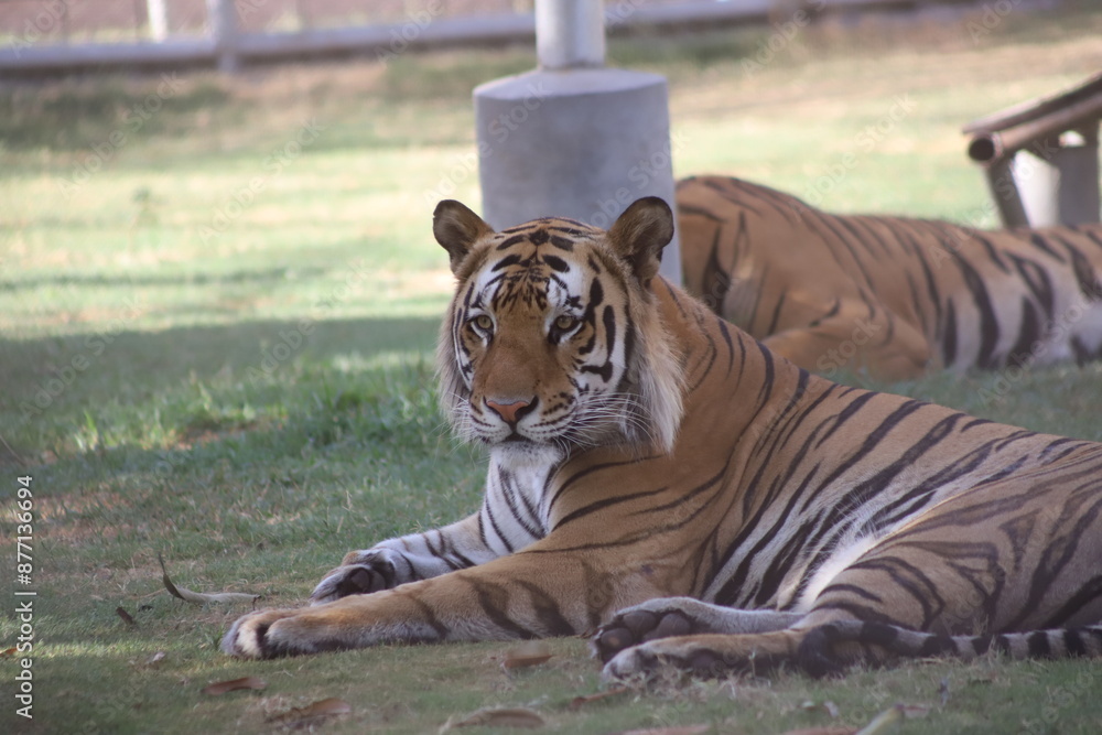 Bengal Tiger. This video shows a relaxed wild tiger, lying down. Bengal ...