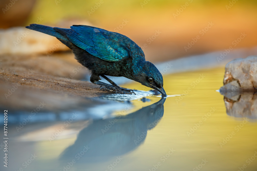 Cape Glossy Starling juvenile drinking in waterhole in Kruger National ...