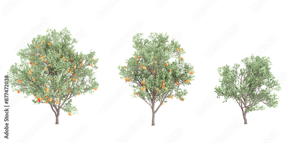 Citrus reticulata trees on transparent background, for illustration ...
