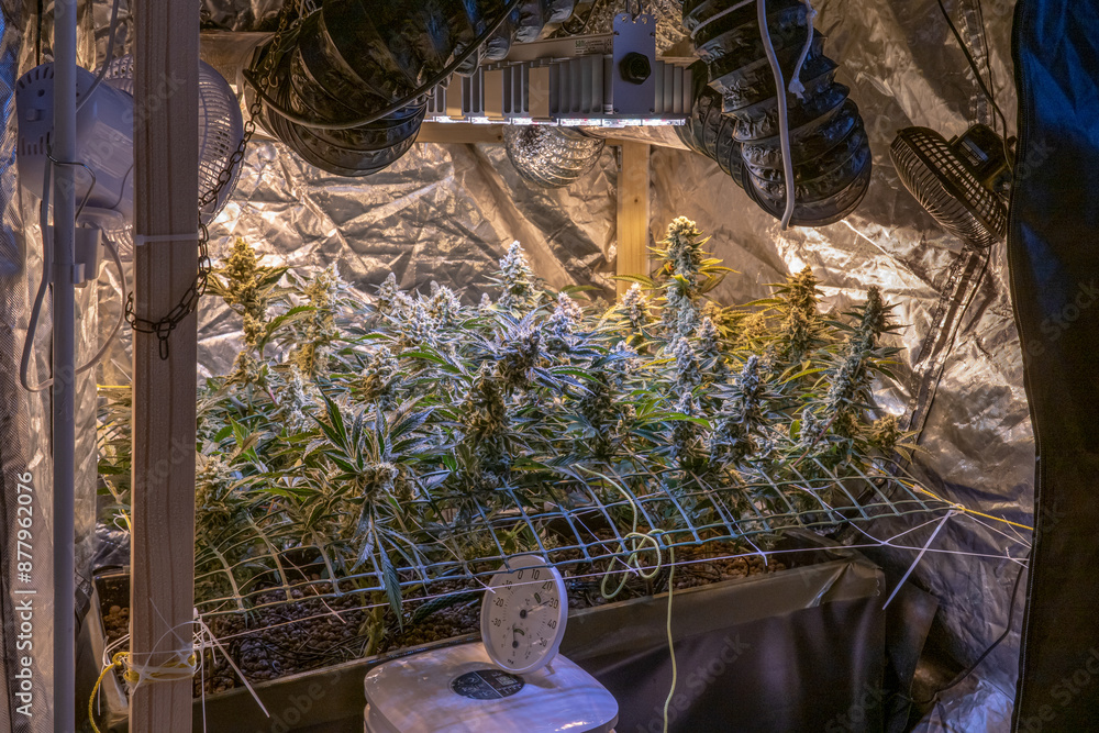 female blossom marijuana SoG Sea of Green net hemp cultivation ...