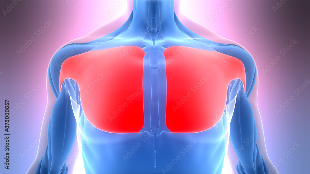 Human Muscular System Torso Muscles Pectoral Muscles Anatomy Stock ...