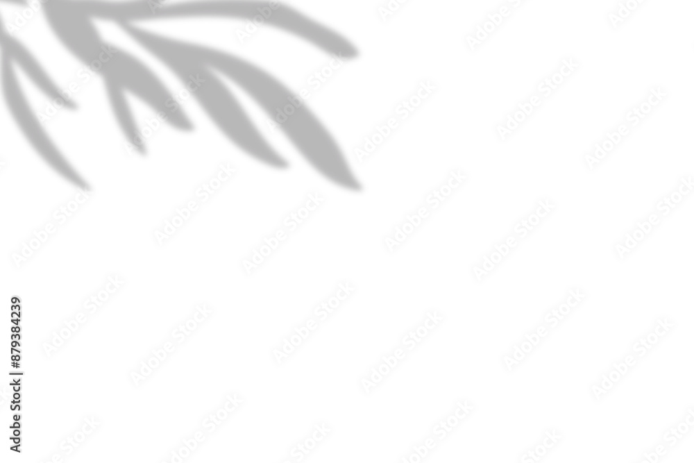 Plant shadow png, Botanical shadow in transparent background, design ...
