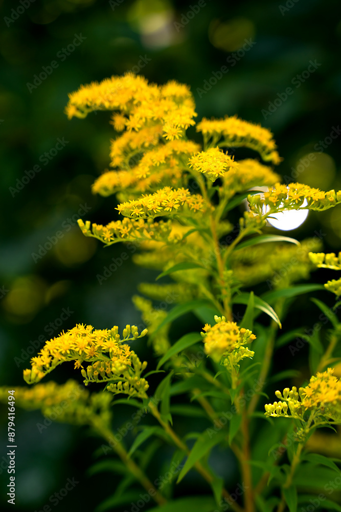 Yellow inflorescence bush of Solidago gigantea. Asteraceae family ...