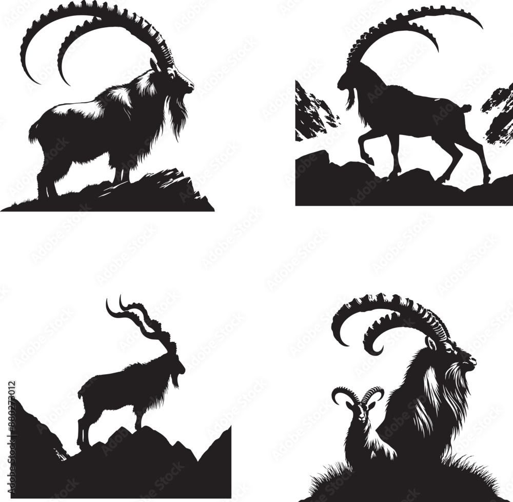 screw horn mountain goat markhor (Capra Falconeri) black and white ...