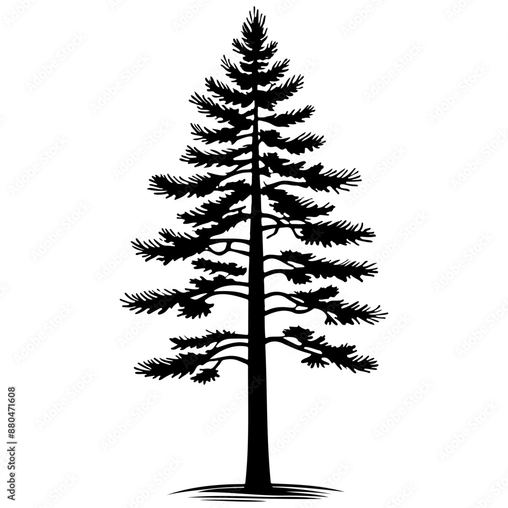pine tree drawing, vector realistic outline line, transparent ...