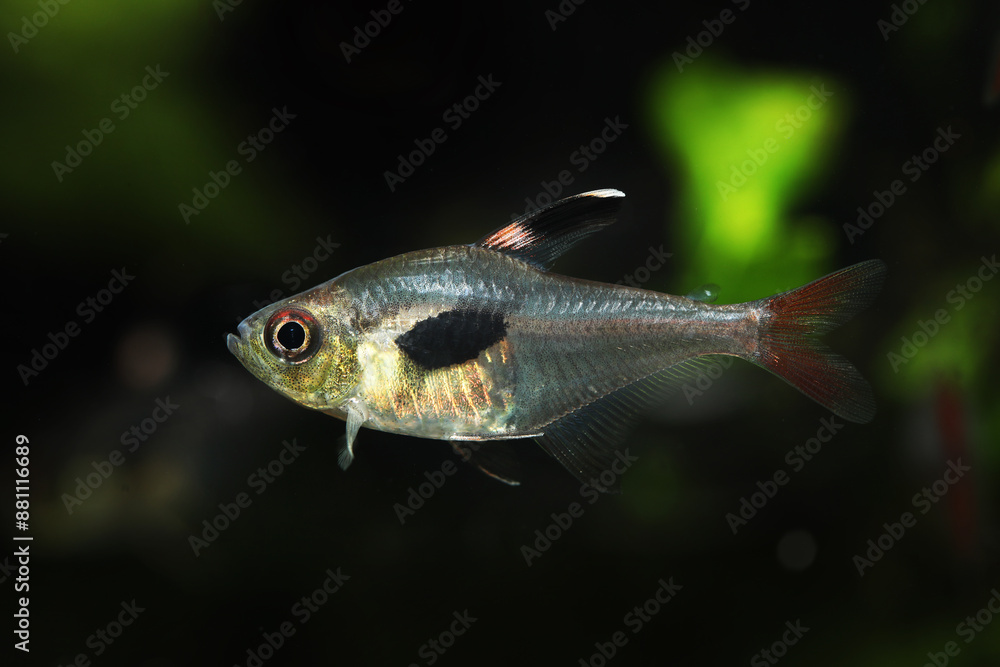 Rare tetra fish (Hyphessobrycon epicharis) from Amazon river in ...