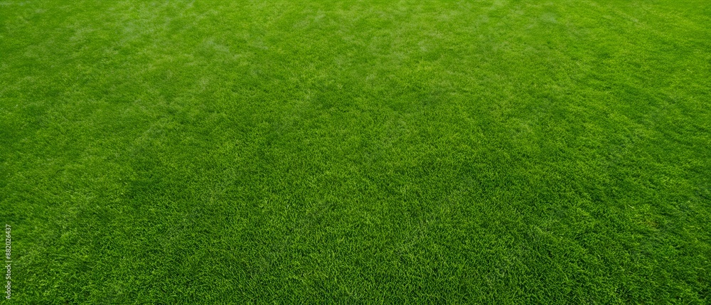 Natural green grass texture background for environmental and garden ...
