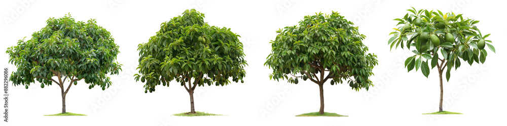 set of avocado trees with avocados isolated on transparent or white ...