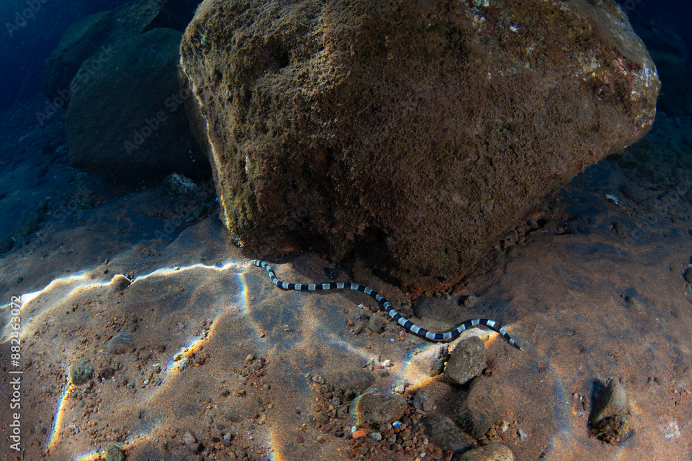 A Banded snake eel, Myrichthys colubrinus, swims along a rock and sand ...