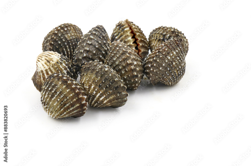 This is a close-up photo of a white background clam shell, commonly ...
