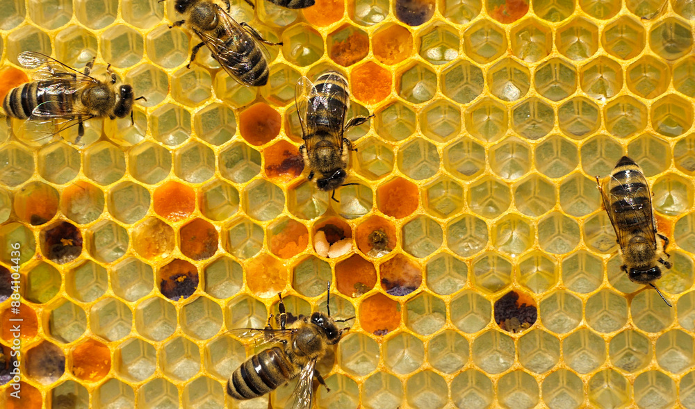 In the center you can see a cell with two lumps of pollen. The color of ...