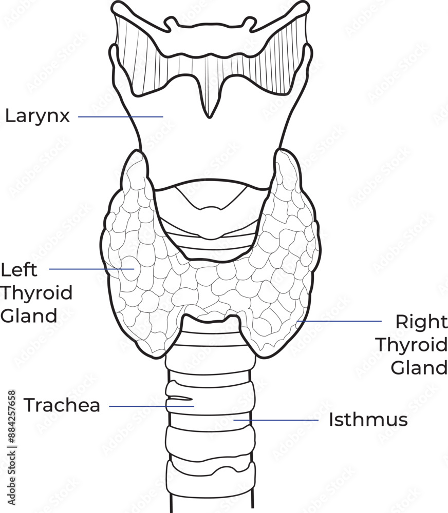 vector illustration of diagram of thyroid gland, Thyroid gland and trachea shown, Human ...
