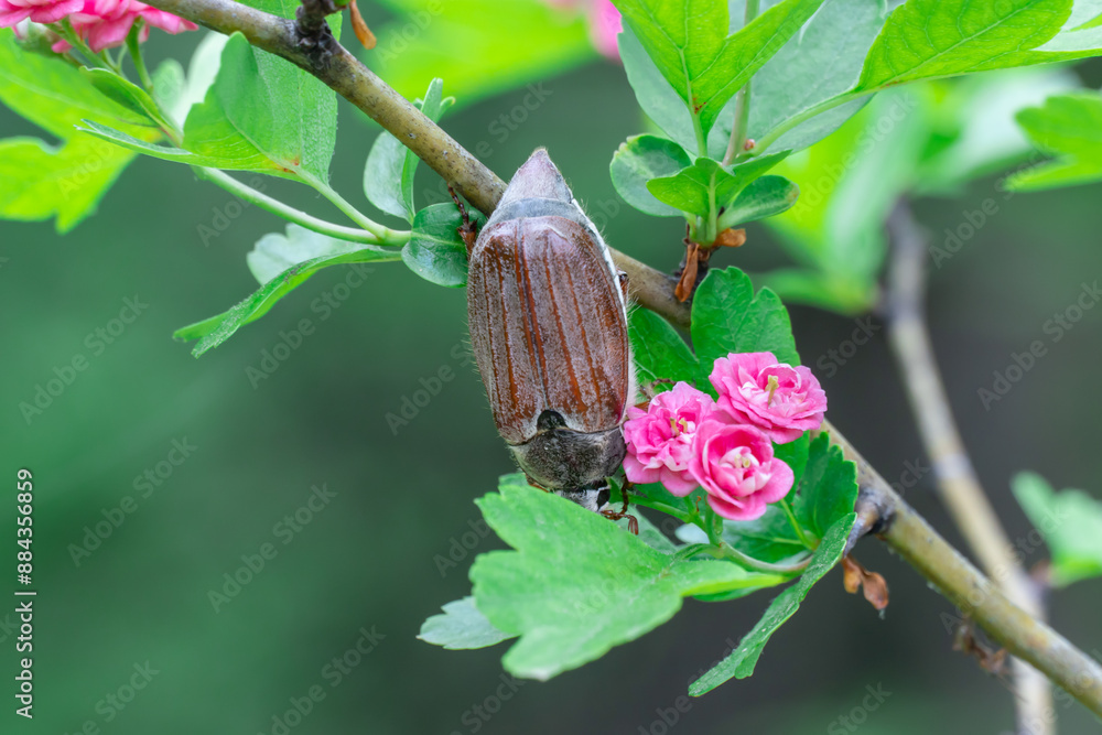 Brown cockchafer sits and chews on hawthorn pauls scarlet. Insect of ...