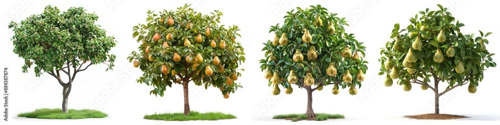 Series of four pear trees showcasing different stages of fruit growth ...