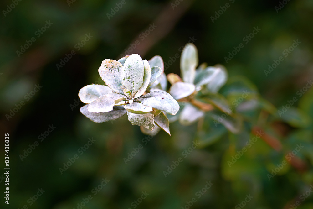 Powdery mildew, common fungus disease affecting green plants. Green ...