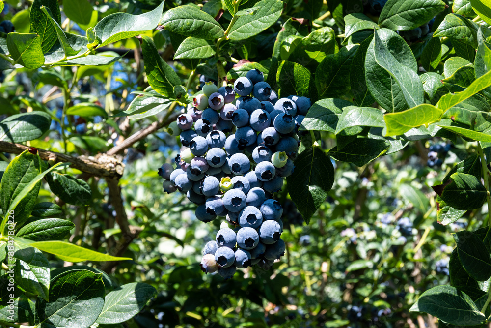 Duke variety blueberry bushes loaded with large ripe blueberries on a u ...