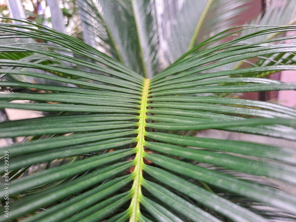 photo of parallel leaf bones (rectinervis). The leaf stalk is located ...