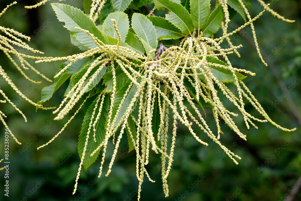 Edelkastanie (Castanea sativa) Blüten, auch Esskastanie oder Echte ...