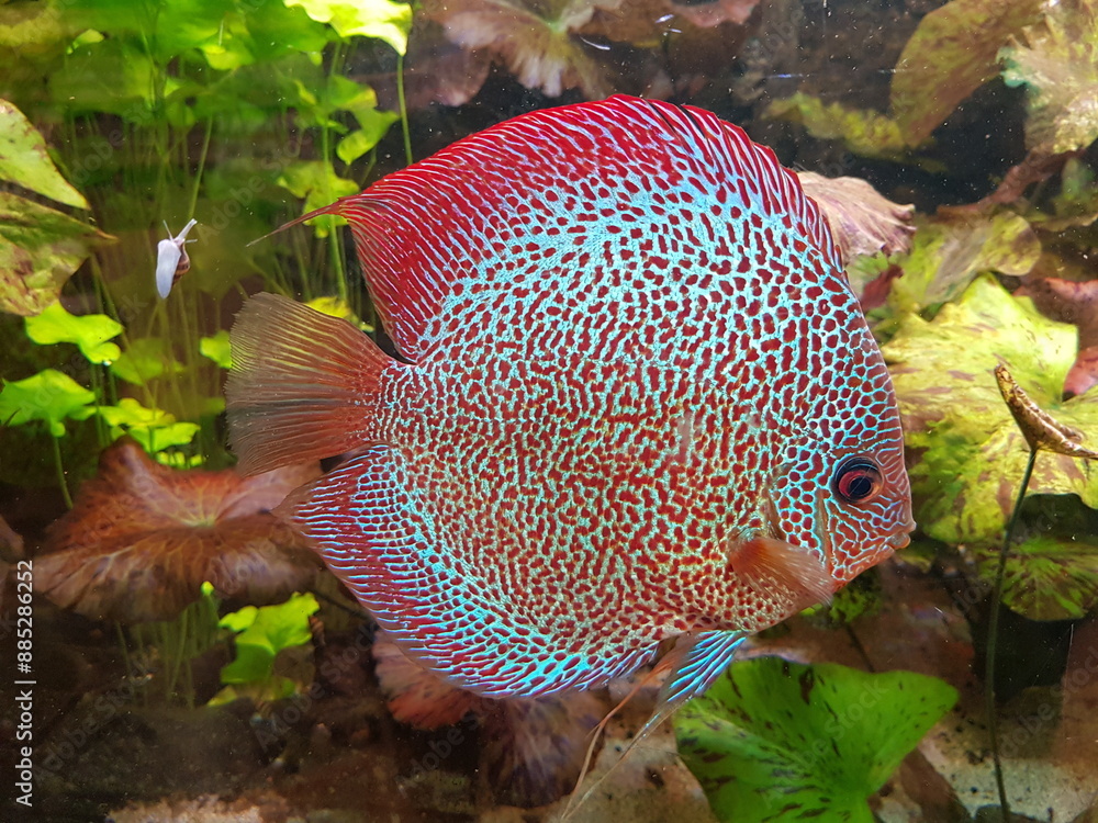 Symphysodon (colloquially known as discus or discus fish) is a genus of ...