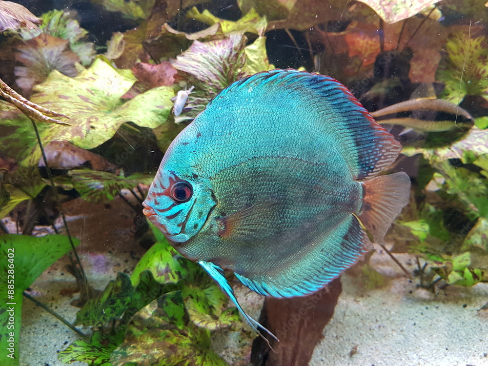 Symphysodon (colloquially known as discus or discus fish) is a genus of ...