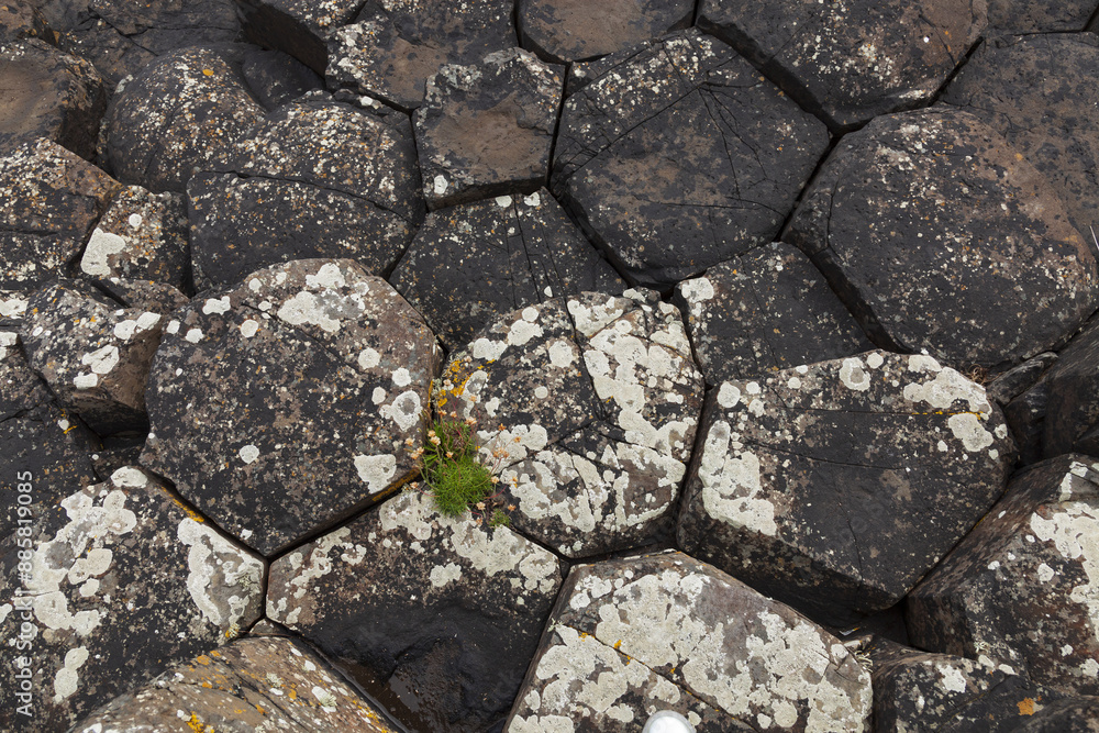 Top angle and summer view of grass and yellow flower on seaside ...