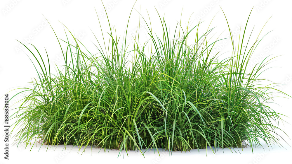 Vetiveria zizanioides (Vetiver Grass) Jungle Botanical Grass ...