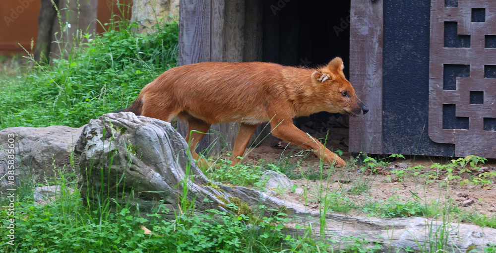 The dhole (Cuon alpinus) is a canid native to Central, South, East and ...