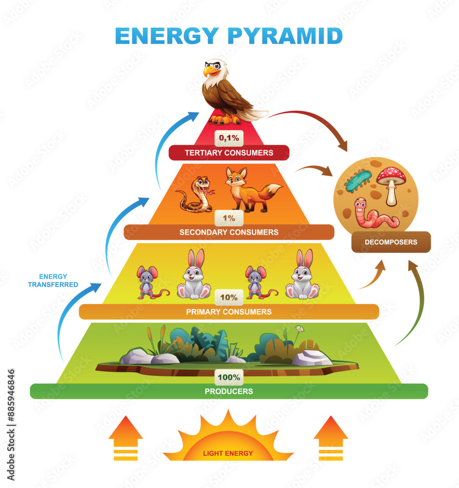 Energy pyramid chart demonstrating energy distribution across trophic ...