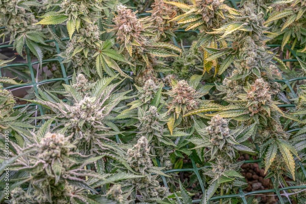 female blossom marijuana SoG Sea of Green net hemp cultivation ...