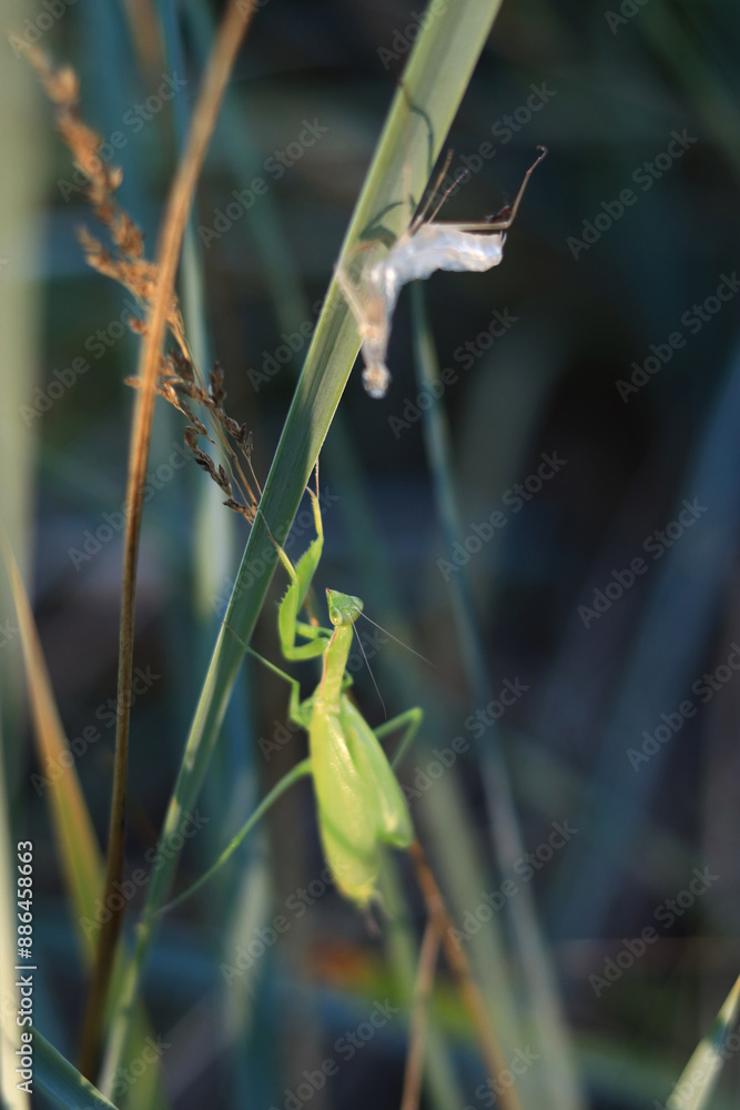 The green mantis sheds its old skin. Close-up of an insect in the grass ...