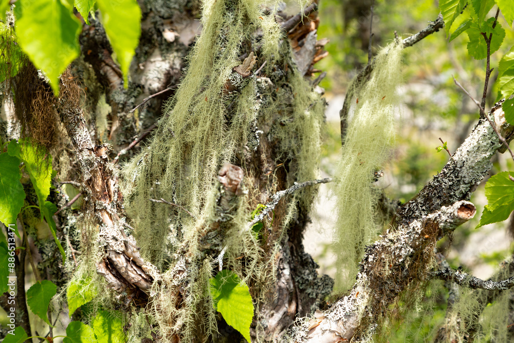 Selective focus closeup of lichens and moss growth on Quarry Island ...