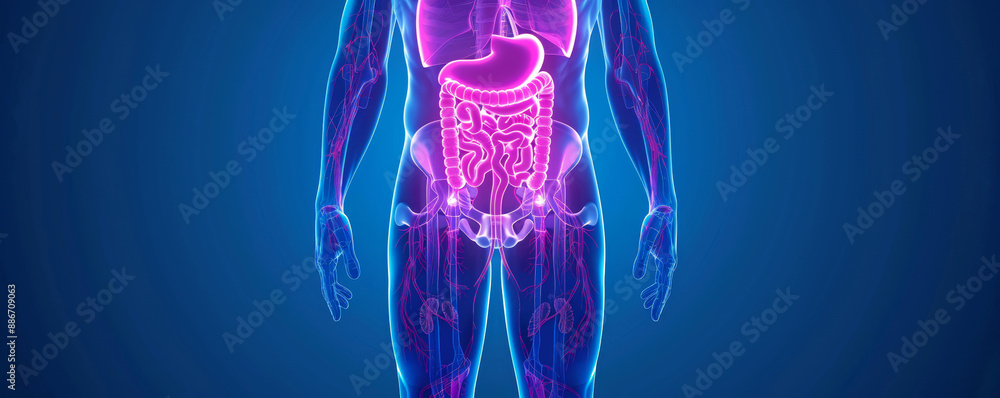 A detailed and visually striking image of the human urinary system ...