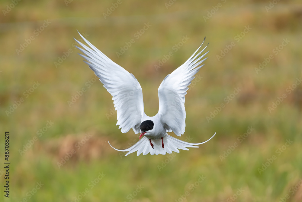 Arctic tern - Sterna paradisaea - with spread wings in flight at green ...