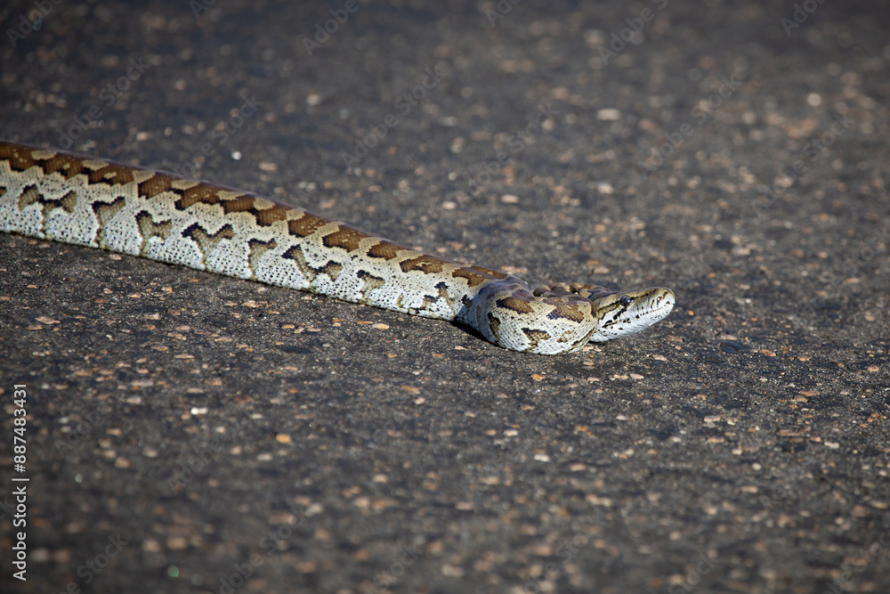 An African rock python, a non-venomous but extremely powerful ...
