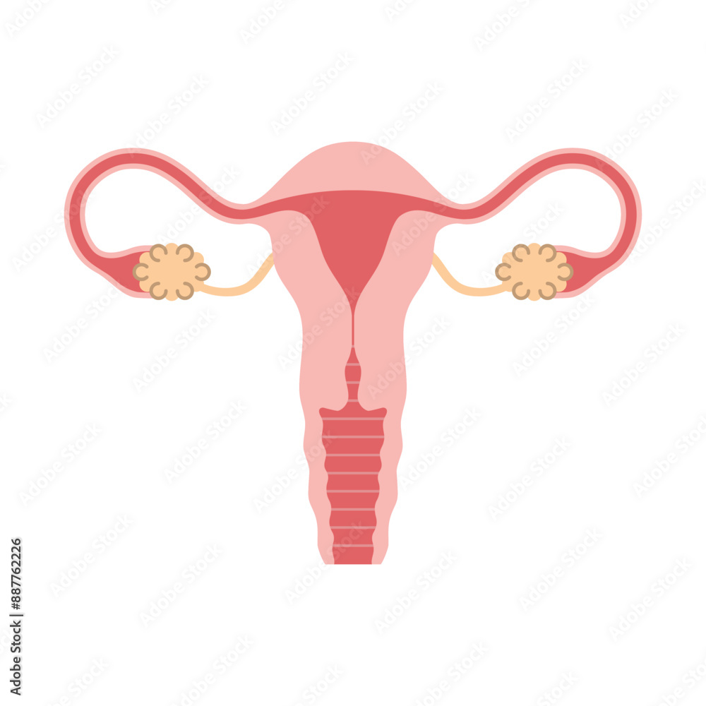 Stock-Vektorgrafik „Human anatomy Female reproductive system, female reproductive organs. Organs ...