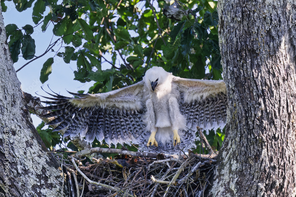 4 month old Harpy eagle chick, Harpia harpyja, testing its wings in the ...