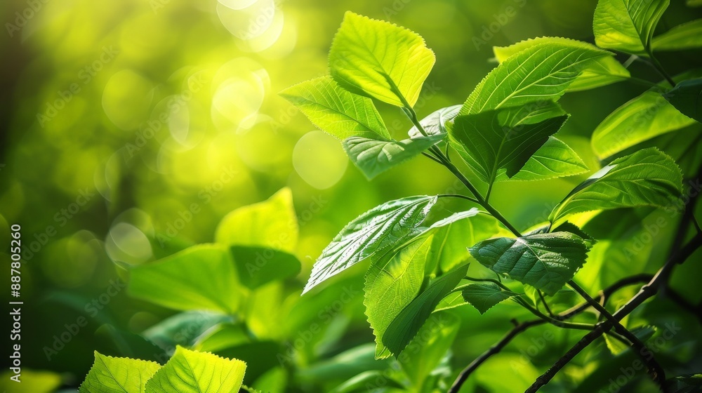 Explain the process of photosynthesis and its significance to life on ...