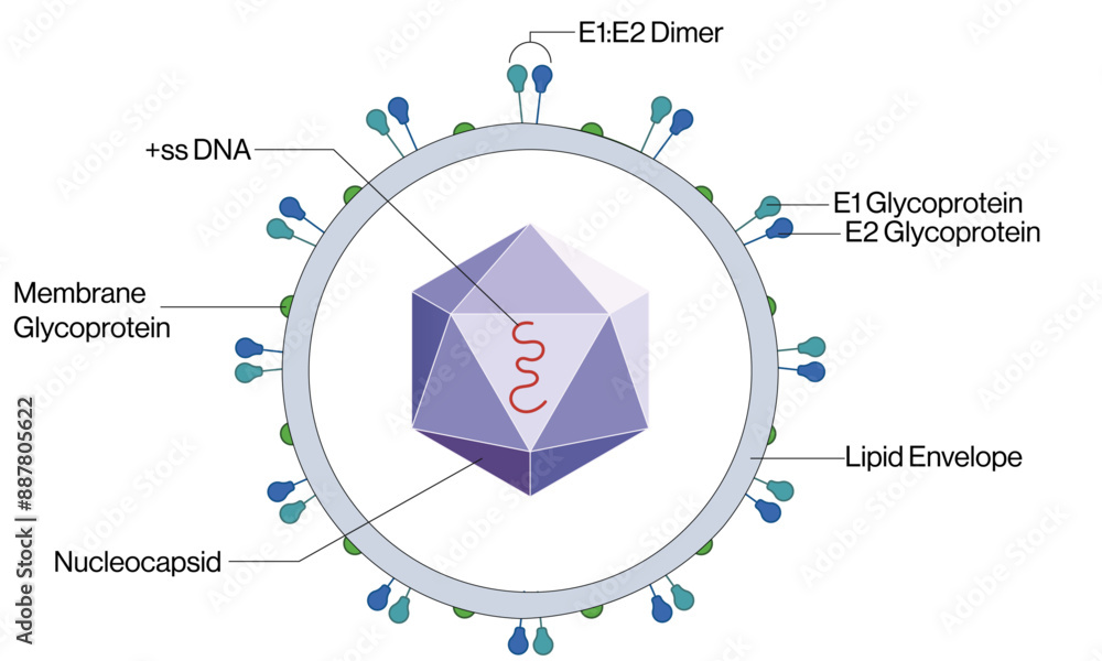 Detailed Vector Illustration of Hepatitis C Virus Structure on White ...