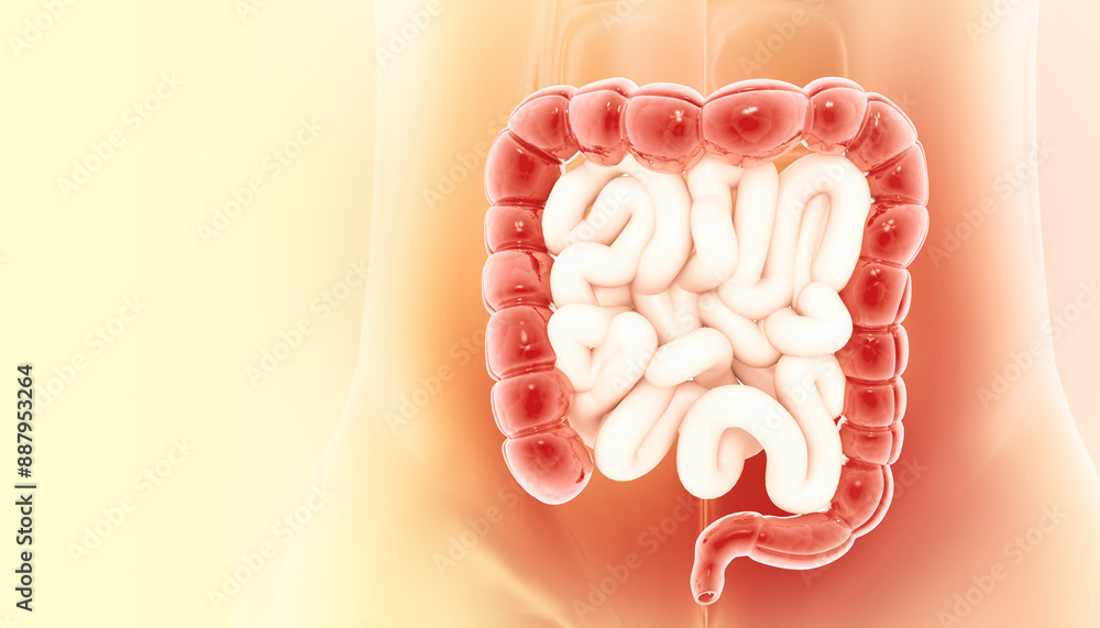 Anatomy of human colon, digestive system, Abdominal arteries system. 3d ...