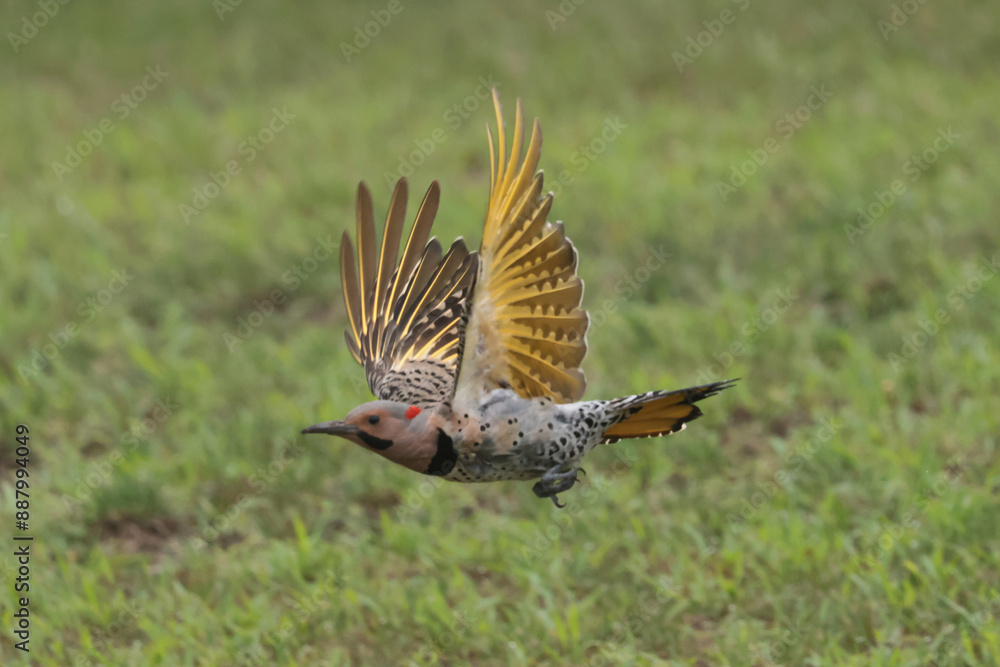 Flicker taking off lawn Stock Photo | Adobe Stock