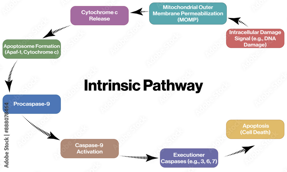 Detailed Flowchart of Intrinsic Apoptosis Pathway in White Background ...