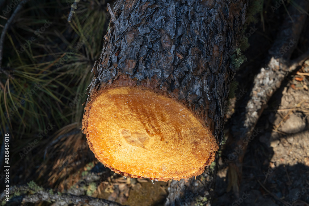 Cross section of a tree stump with rings and sap Stock Photo | Adobe Stock