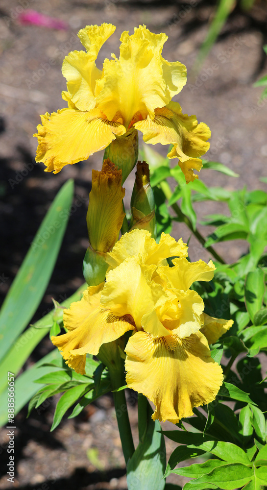 Iris germanica is the accepted name for a species of flowering plants ...