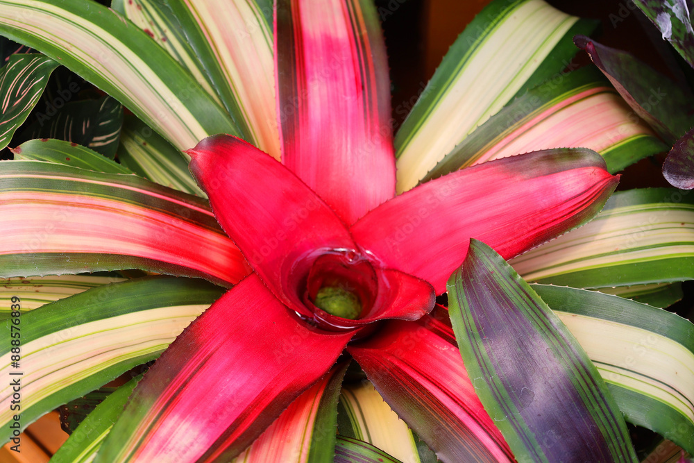 Bromeliad. The Bromeliaceae (the bromeliads) are a family of monocot ...