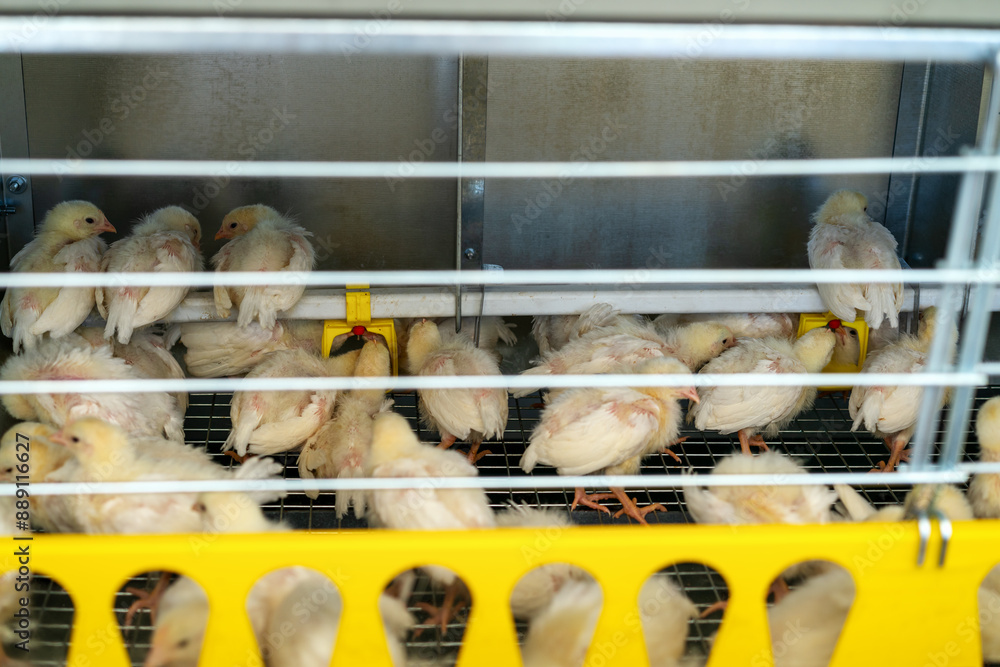 Dekalb White chicks in cage in a poultry farm. Stock Photo | Adobe Stock