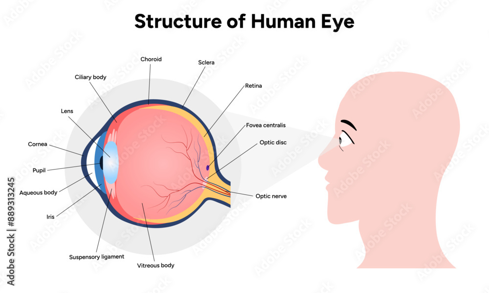 Human eye anatomy medical diagram with eyelid and optic nerve Stock ...